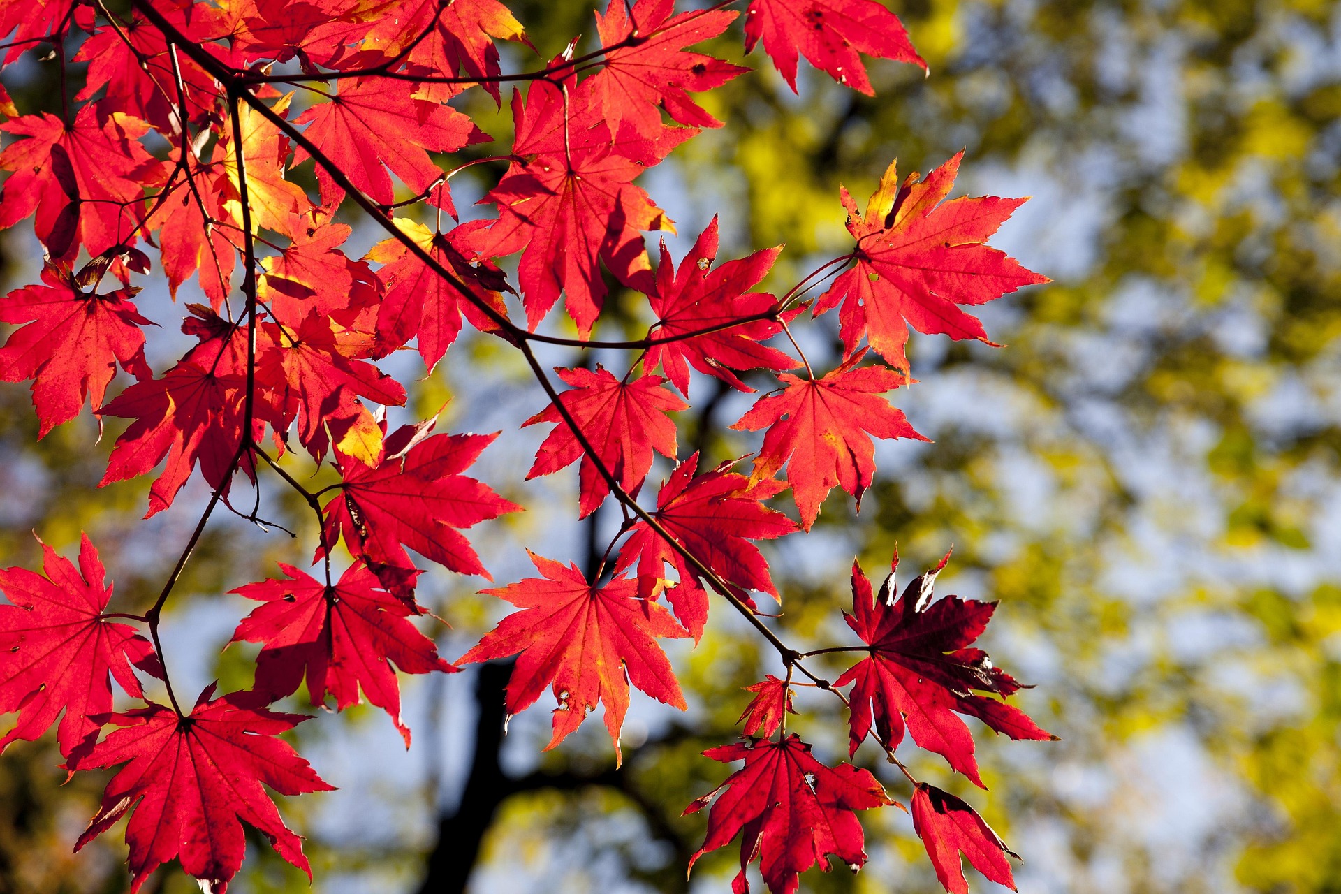 Fall Fun in Burlington, MA - Bring Me To Burlington